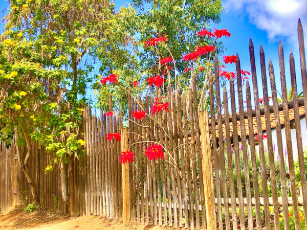 Views and Spite Fences in San Diego - San Diego Real Estate Attorneys